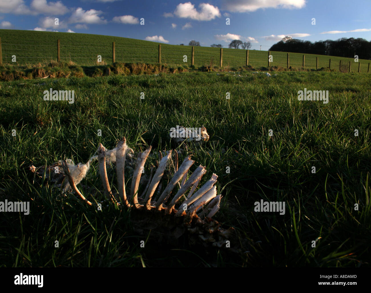 Sheep skeleton hi-res stock photography and images - Alamy