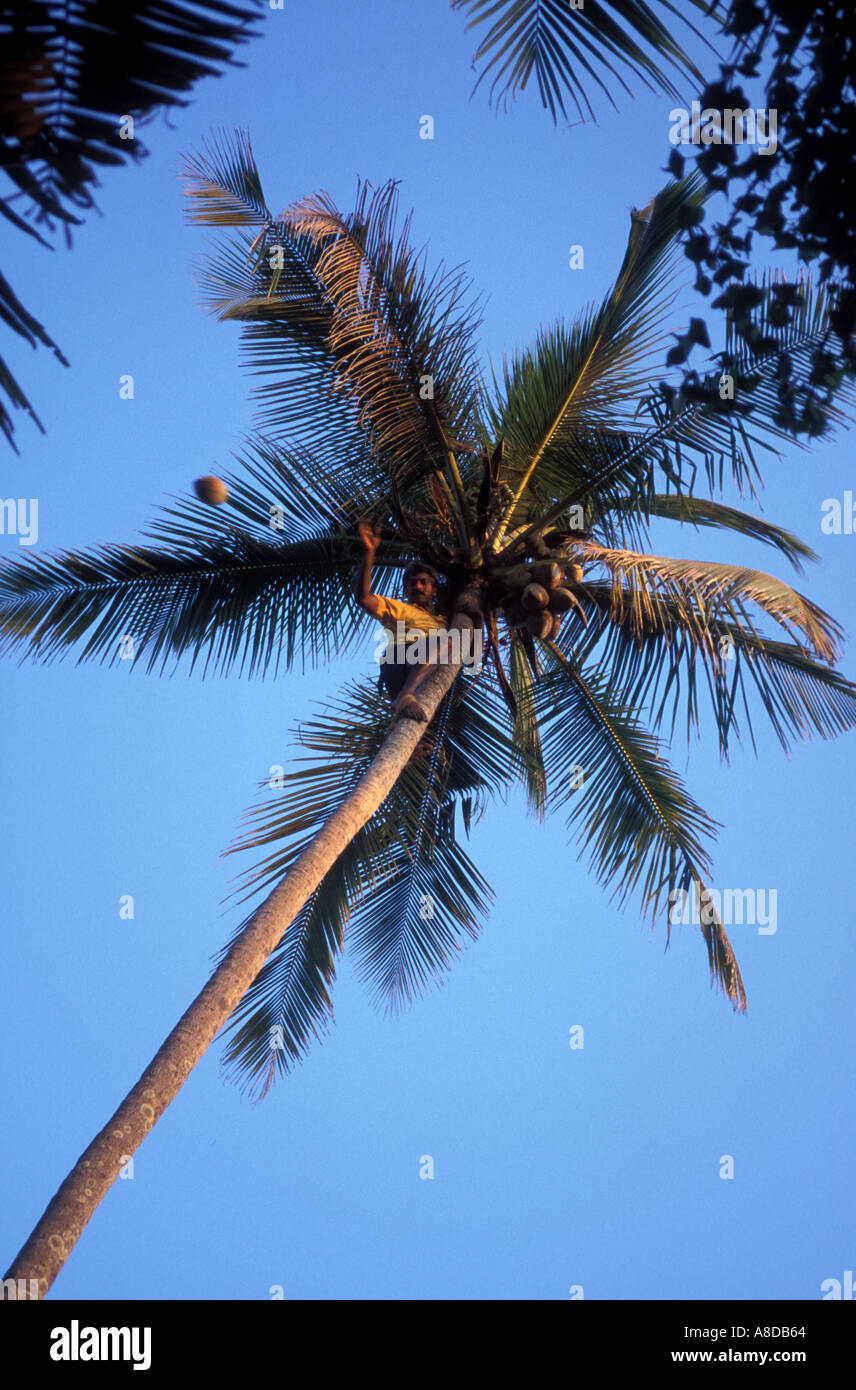 Collecting coconuts from tree Goa India Stock Photo - Alamy