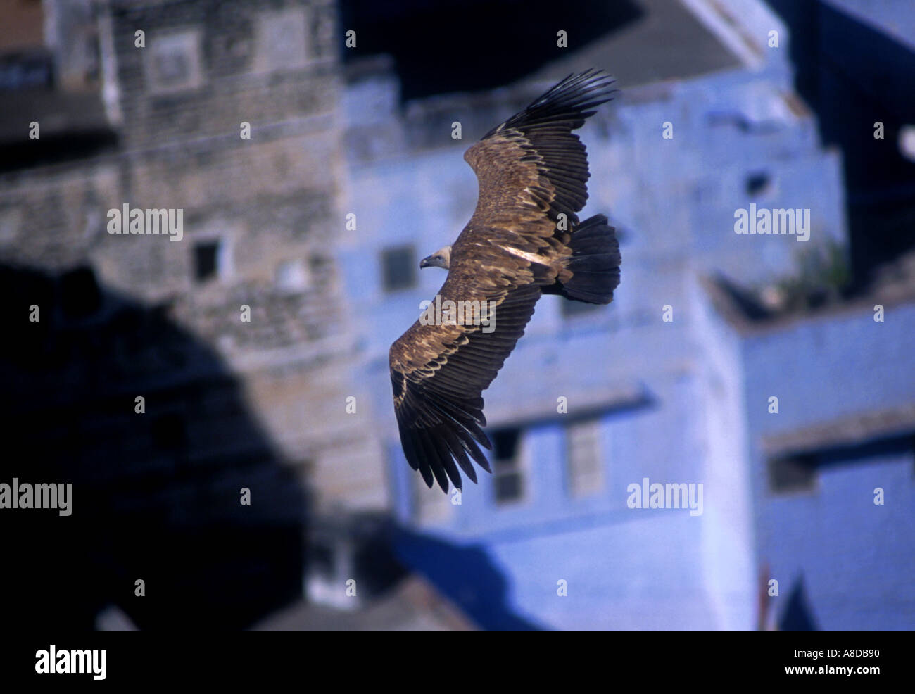 long billed Vulture in flight Jodhpur India Stock Photo - Alamy
