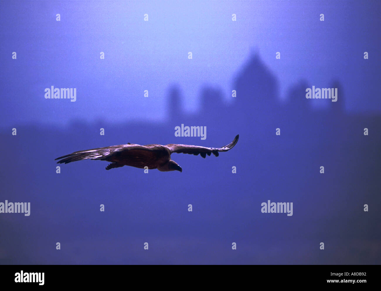 Vulture india hi-res stock photography and images - Alamy