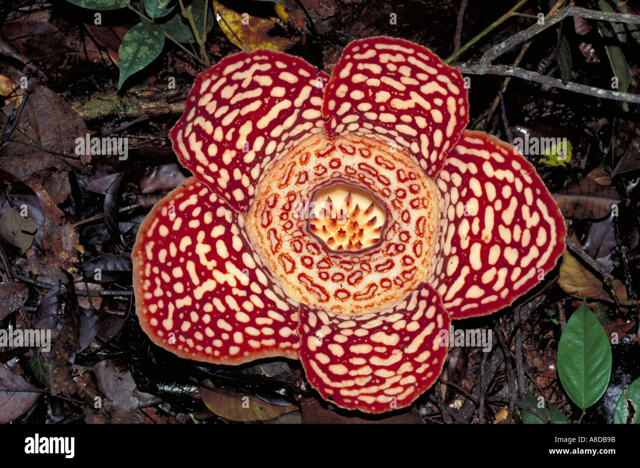 Rafflesia flower Borneo Stock Photo - Alamy