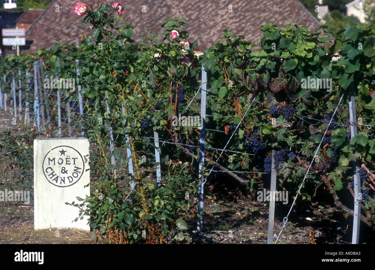 Vineyards of Moet Chandon Champagne Stock Photo - Alamy