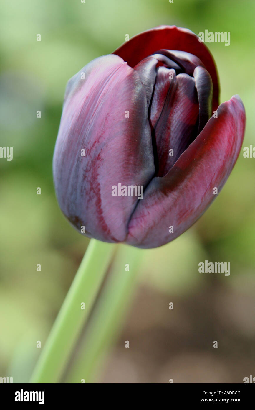 beautiful black tulip head in focus sitting on a out of focus mottled ...