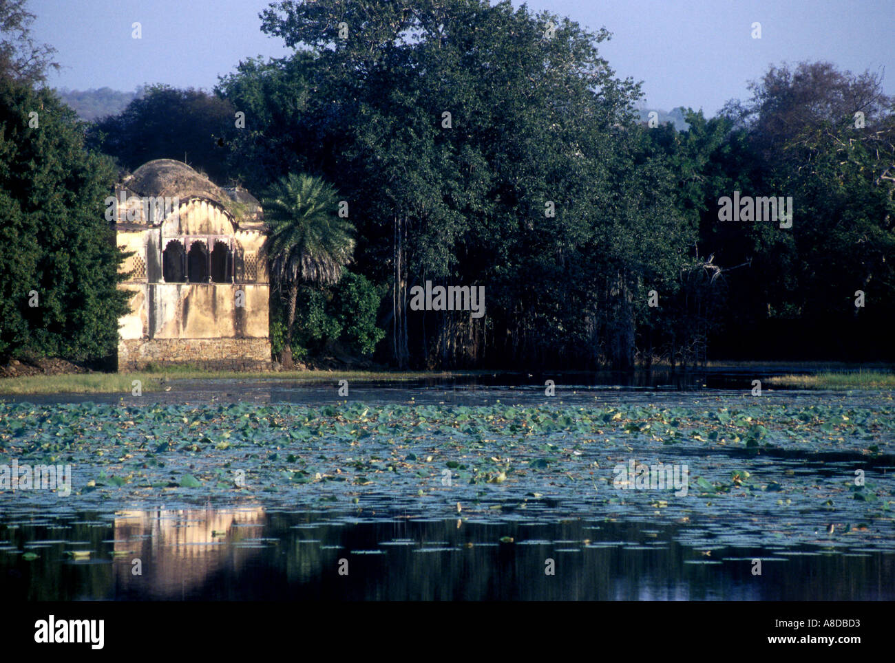 Jogi hi-res stock photography and images - Alamy