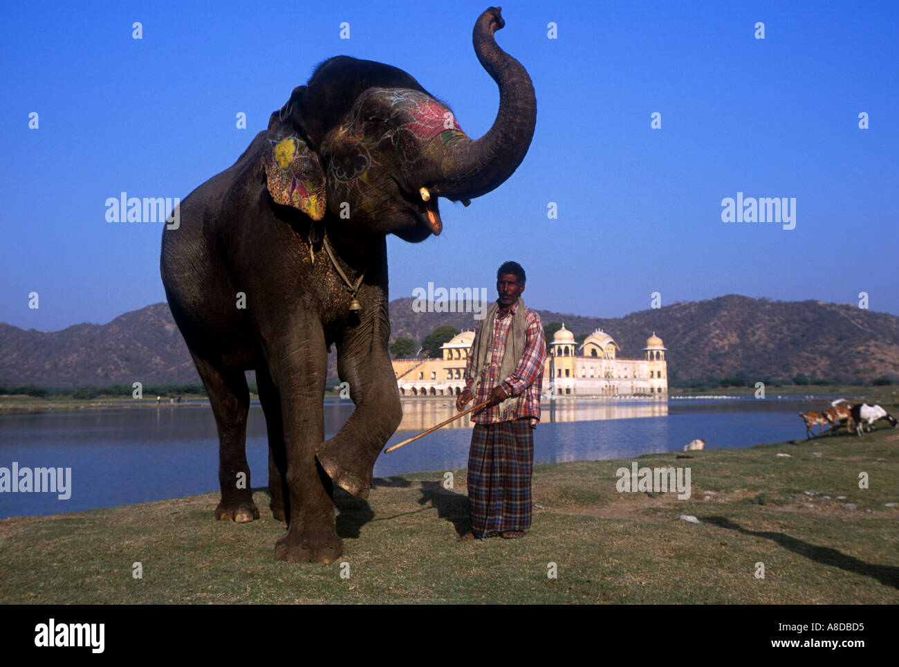 Elephant and handler infront of Water Palace Jaipur India Stock Photo ...