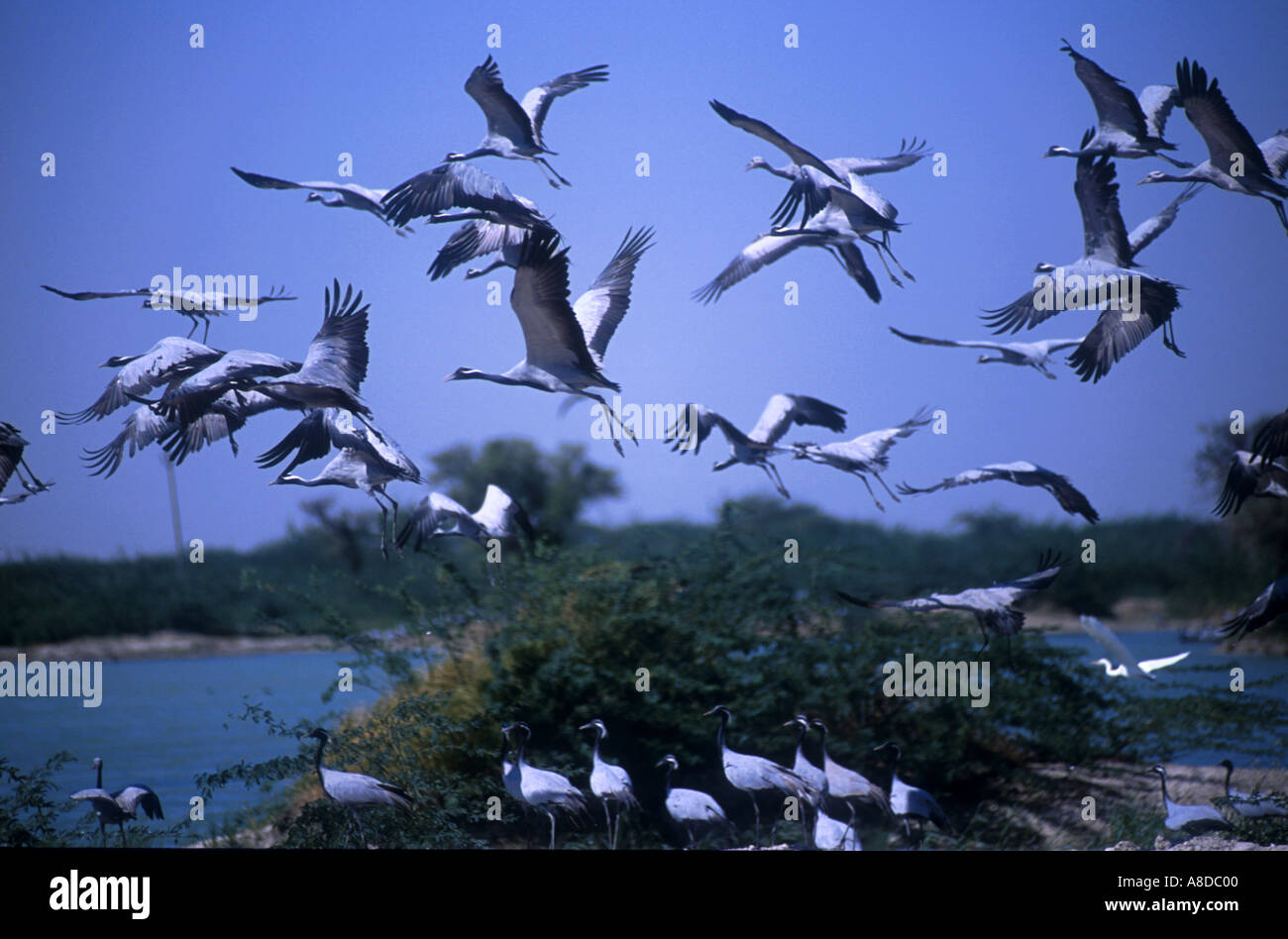 Storks in flight Rajastan India Stock Photo - Alamy