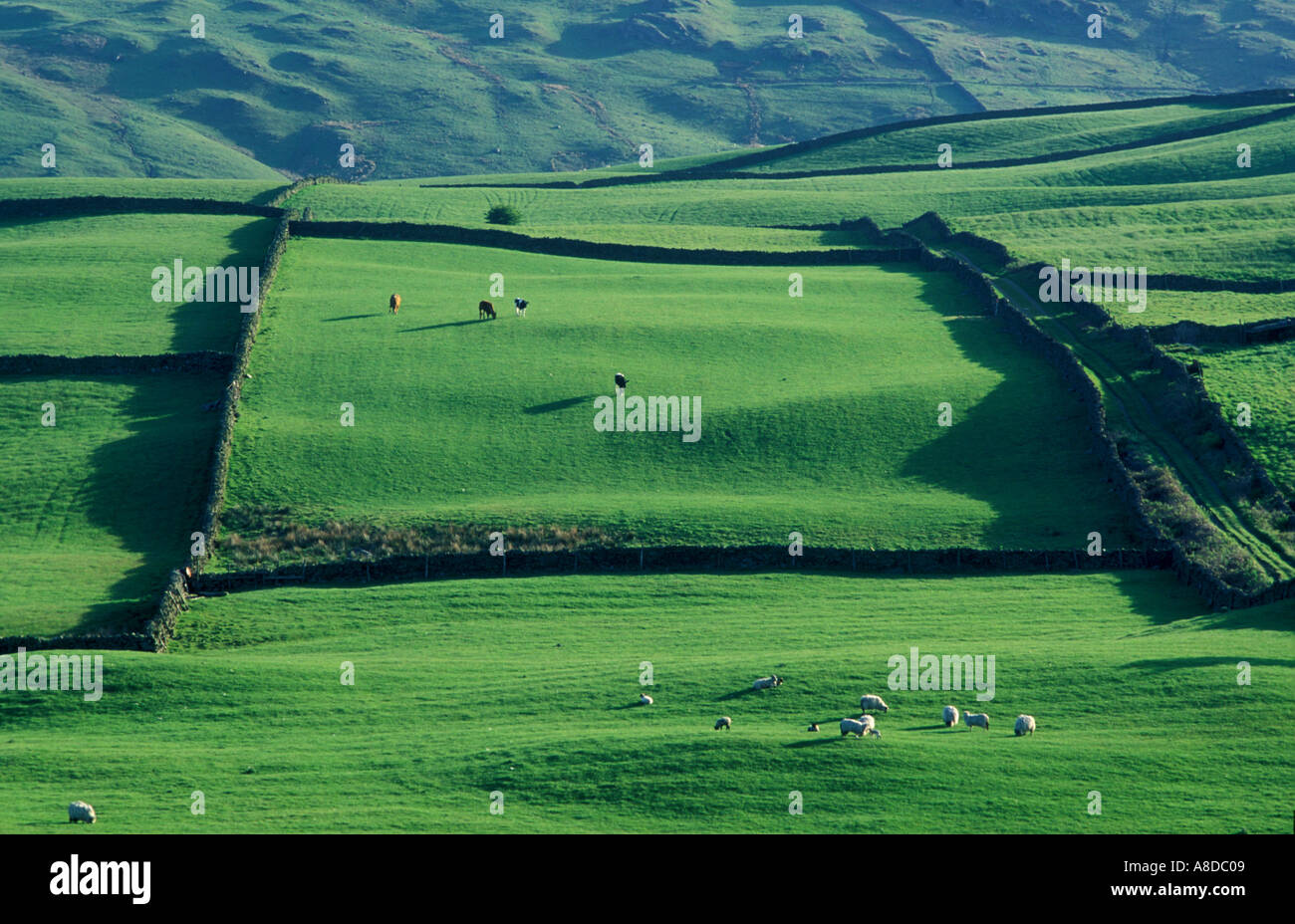 Rolling meadows Cumbria England Stock Photo - Alamy