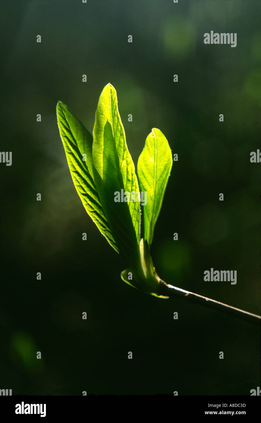 Indian Plum Oemleria cerasiformis Stock Photo - Alamy