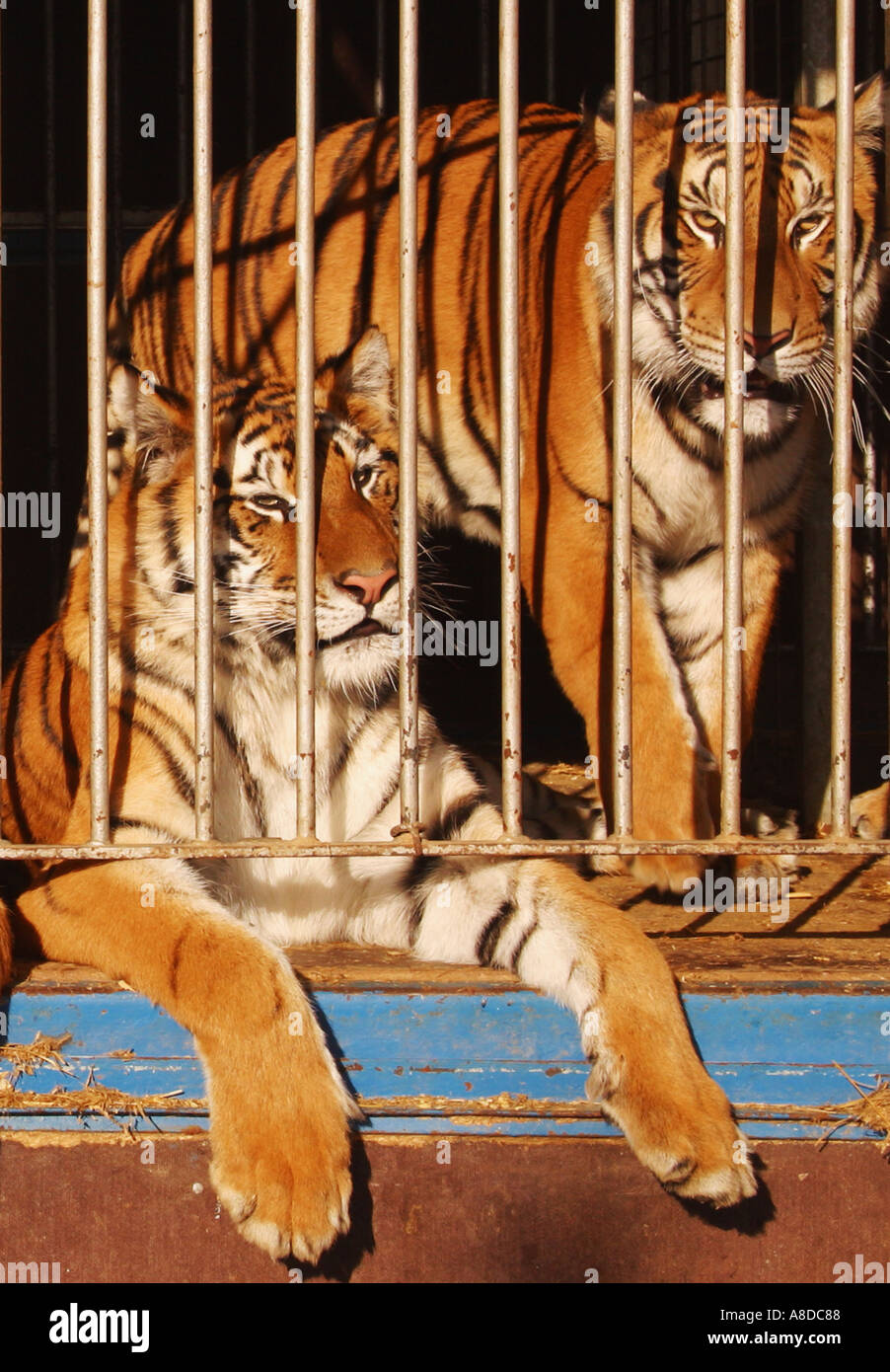 Cage animals hi-res stock photography and images - Alamy