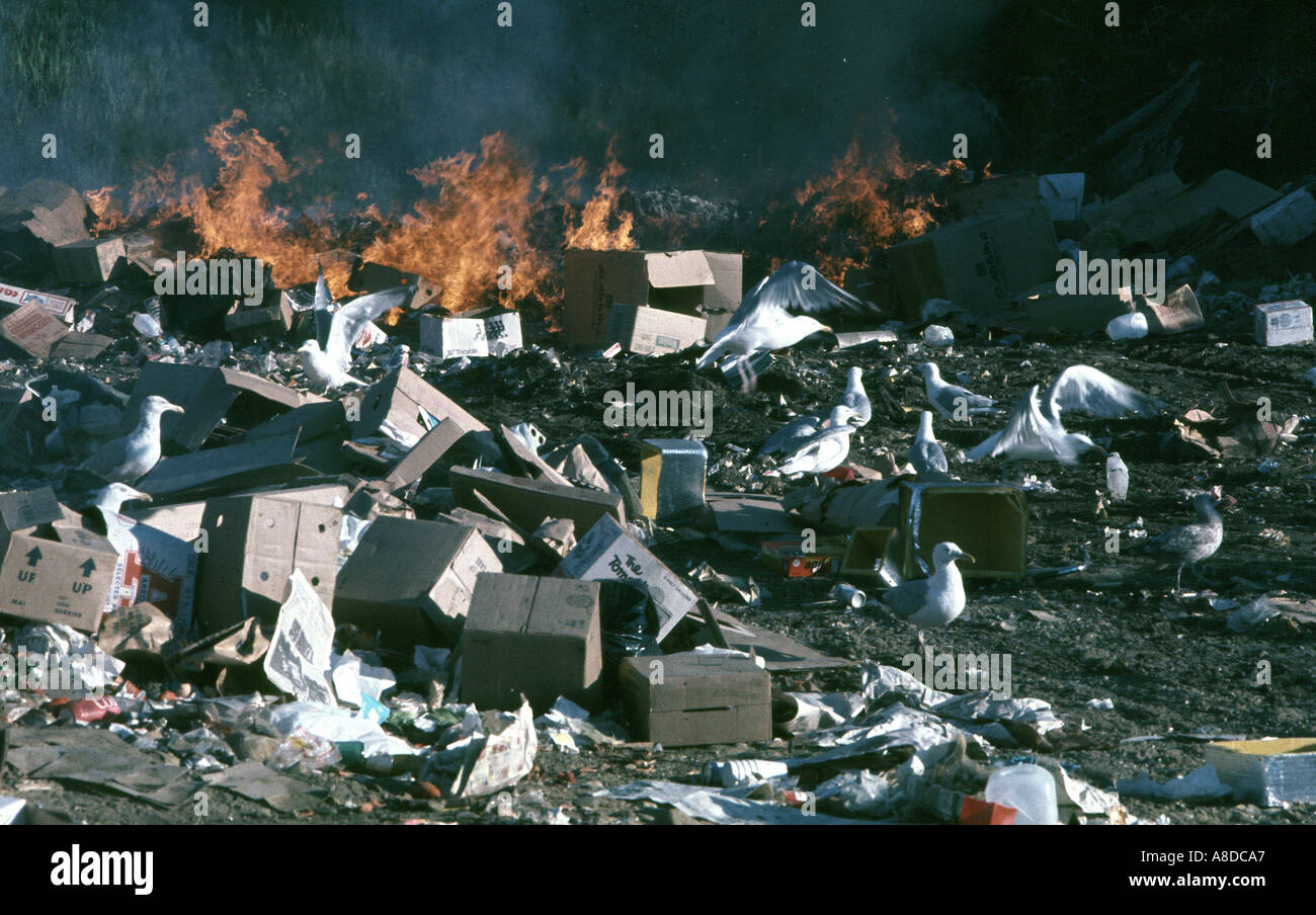 Gulls at trash dump hi-res stock photography and images - Alamy