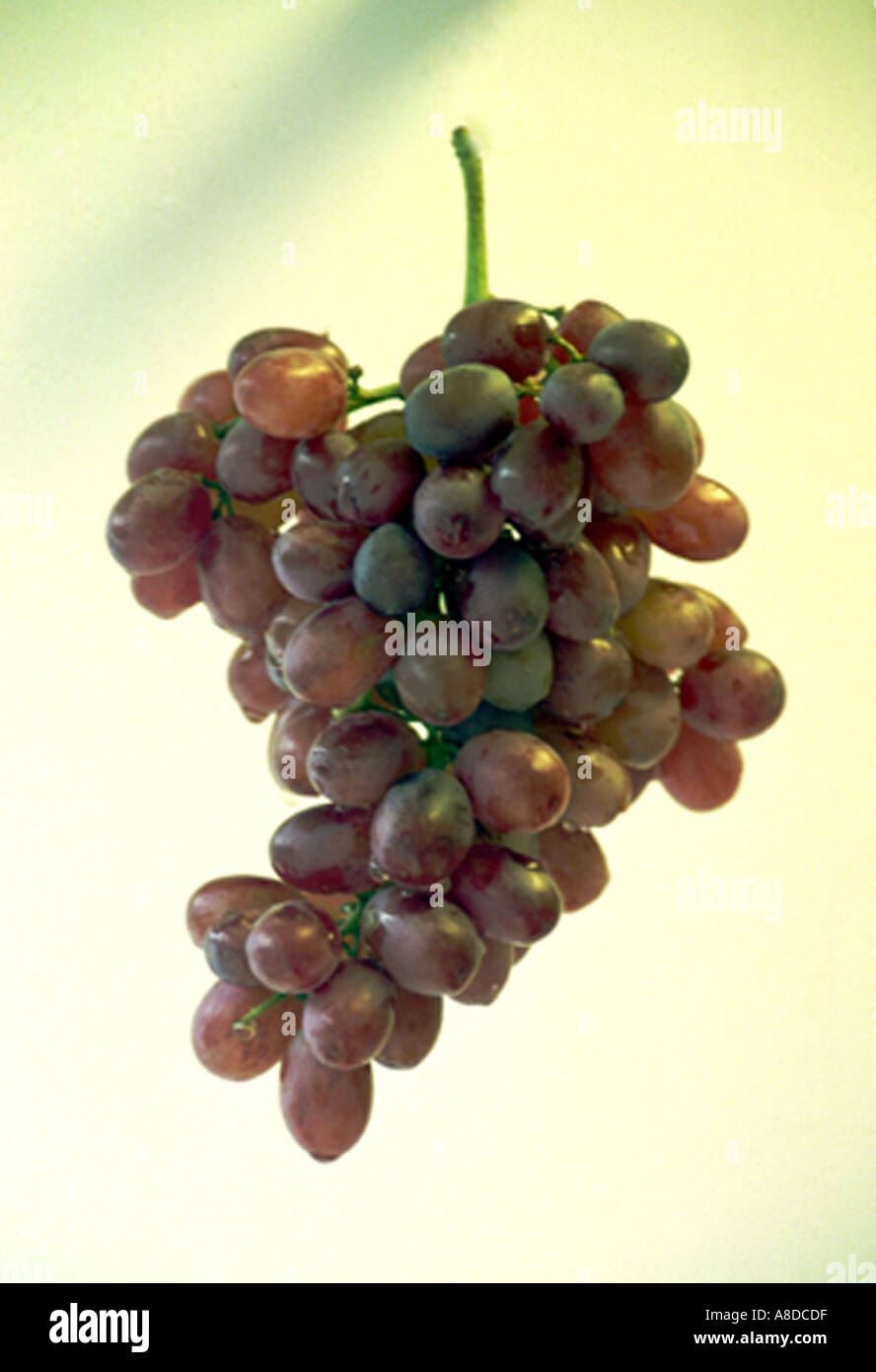 Stem of red grapes Stock Photo - Alamy