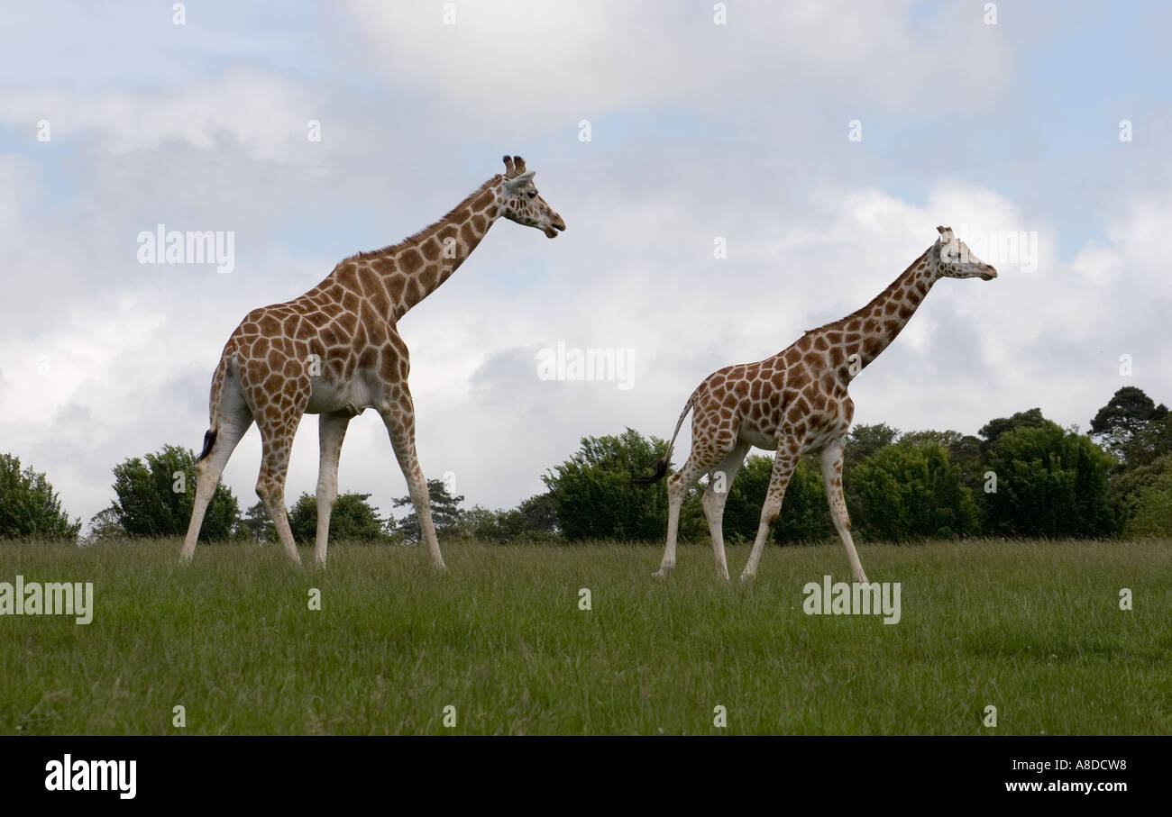Fota wildlife cork hi-res stock photography and images - Alamy