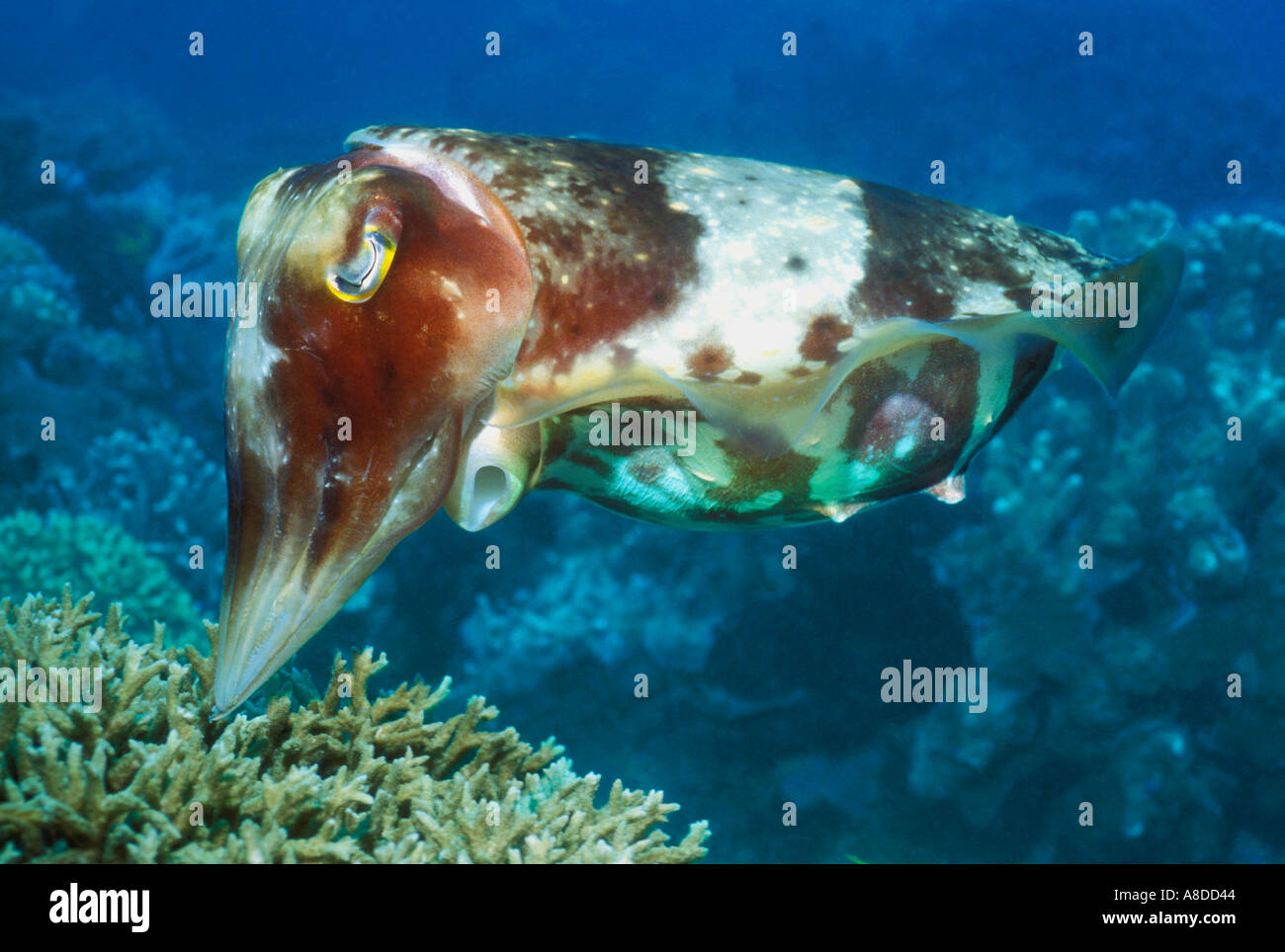 Broadclub cuttlefish female laying egg Indonesia Indian Ocean Stock ...