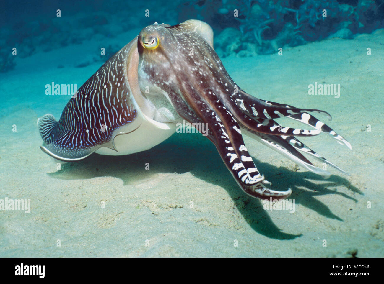Broadclub cuttlefish male displaying Indonesia Indian Ocean Stock Photo ...