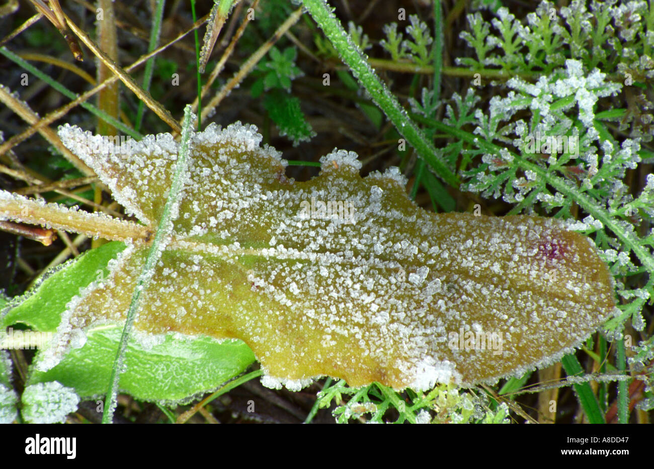Leave covered with morning horn Stock Photo - Alamy