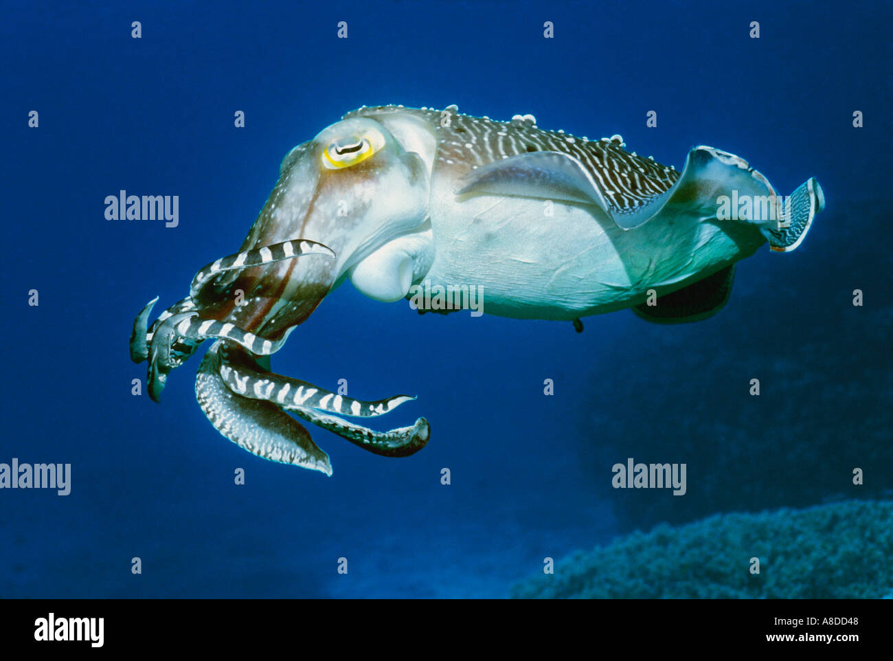 Broadclub cuttlefish male displaying Indonesia Indian Ocean Stock Photo ...