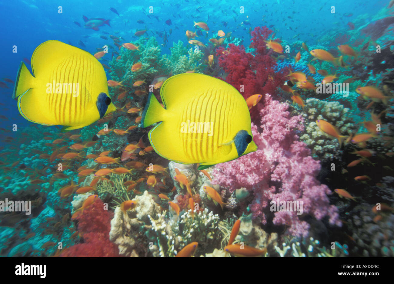 Golden butterflyfish with coral reef Red Sea Egypt Stock Photo - Alamy