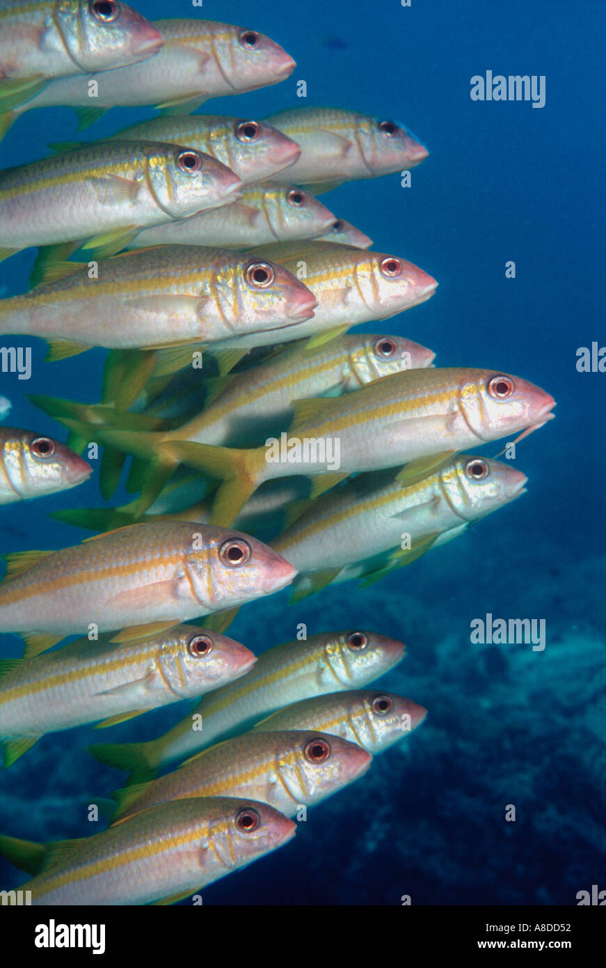 Yellowfin goatfish Mulloidichthys vanicolensis school Sipadan Malaysia ...