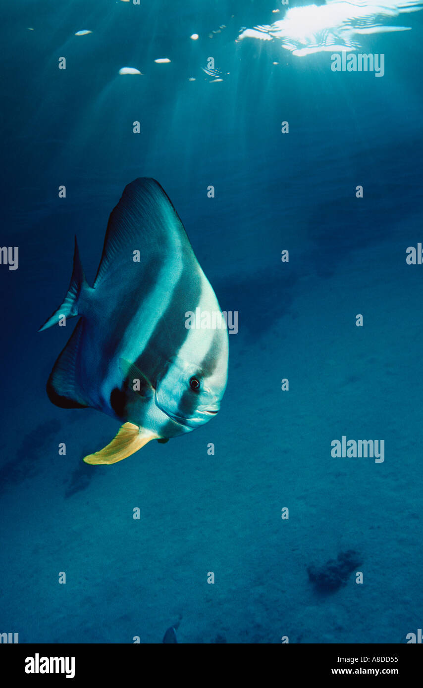 Circular spadefish platax orbicularis hi-res stock photography and ...