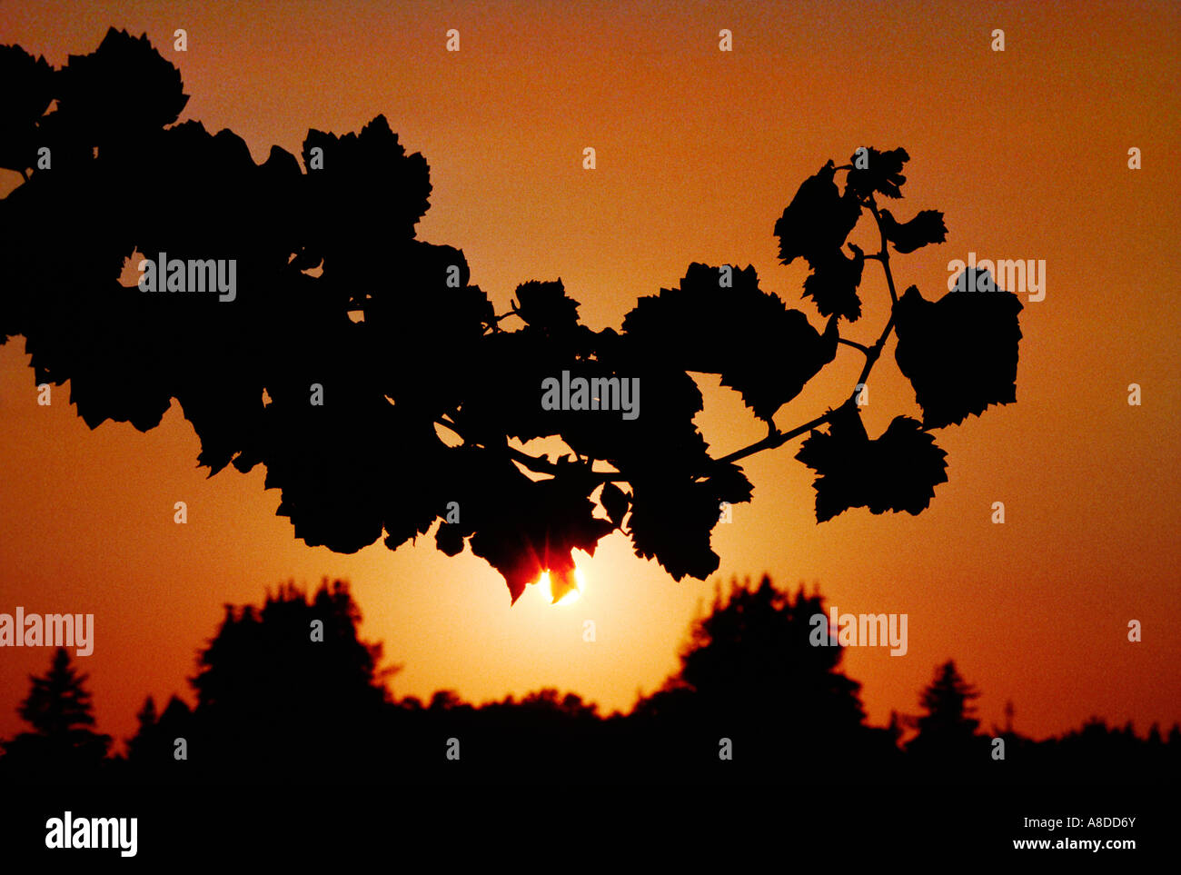SUNSET through a GRAPE VINE CALIFORNIA Stock Photo - Alamy