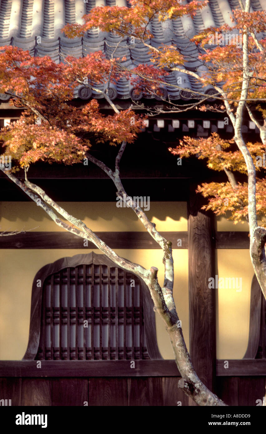 Japanese Maple Autumn Fire High Resolution Stock Photography and Images ...