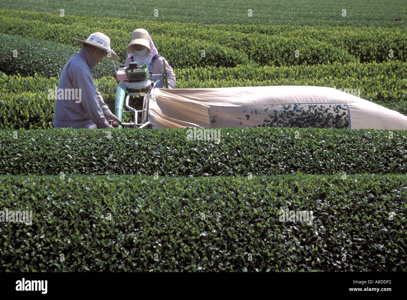 Tea Harvesting Machine Harvester In High Resolution Stock Photography ...