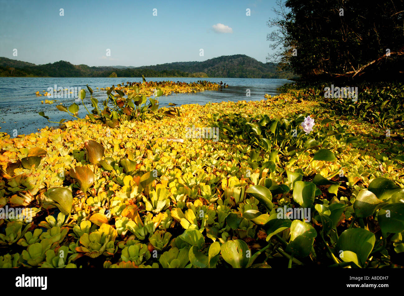 Water plants and flowers beside the Rio Chagres near Gamboa in ...