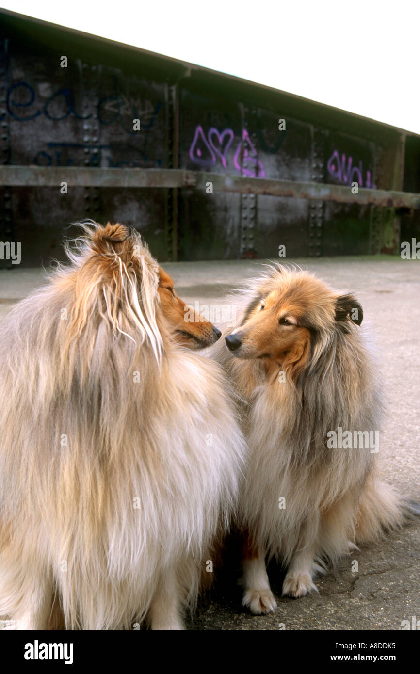 Sable rough collie hi-res stock photography and images - Alamy