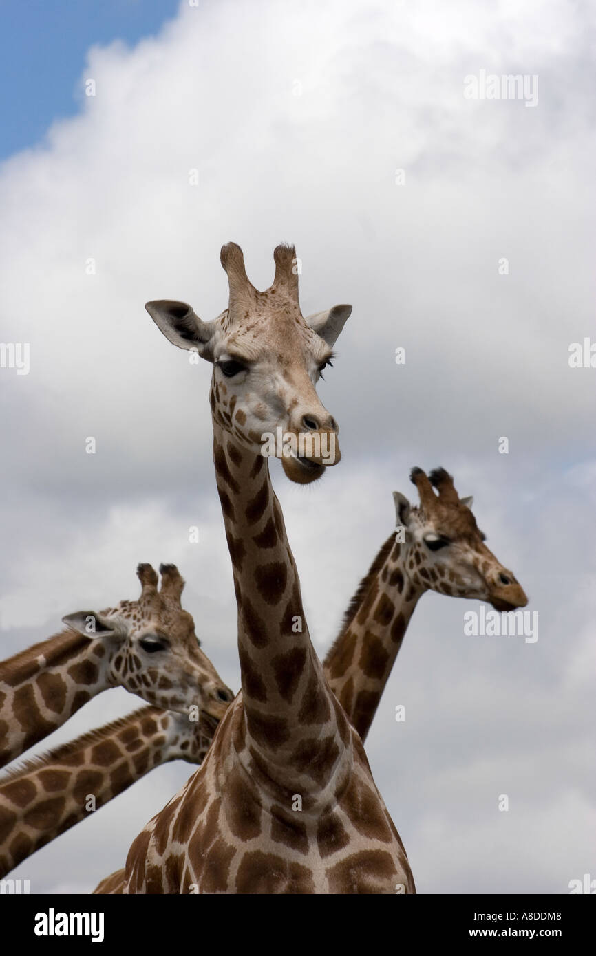 Fota wildlife park hi-res stock photography and images - Alamy