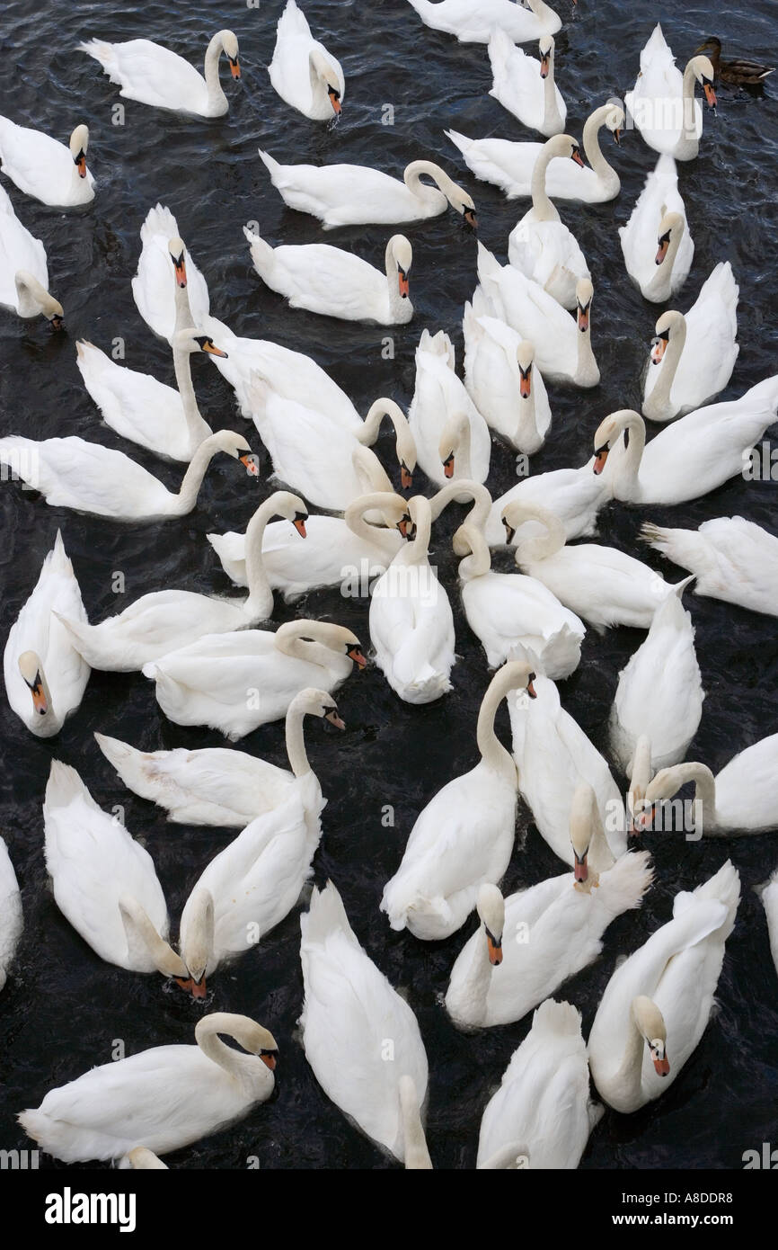 Swans in Harbour Galway City Ireland Stock Photo - Alamy