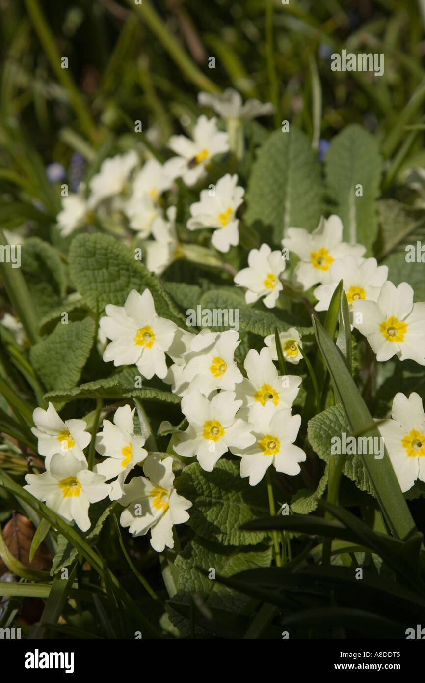 Prima Rosa High Resolution Stock Photography and Images - Alamy