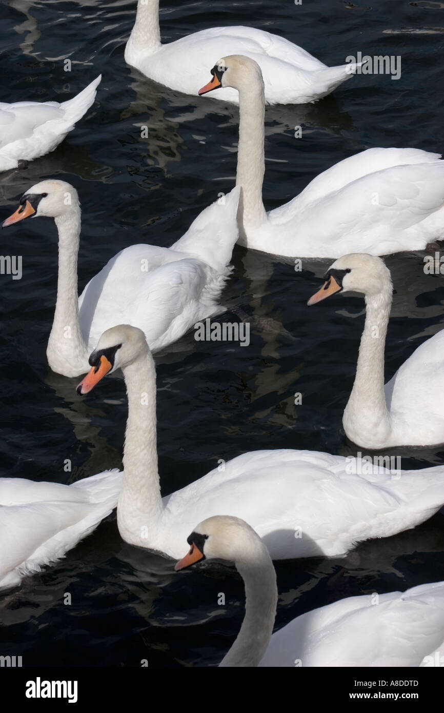 Galway city wildlife hi-res stock photography and images - Alamy