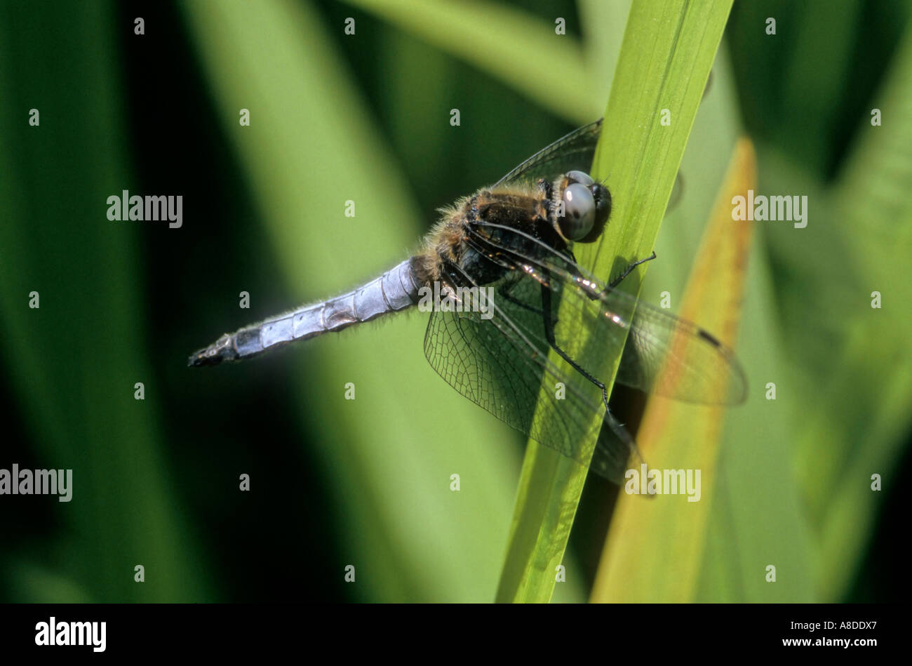 Scarce Chaser Dragonfly Libellula fulva Stock Photo - Alamy