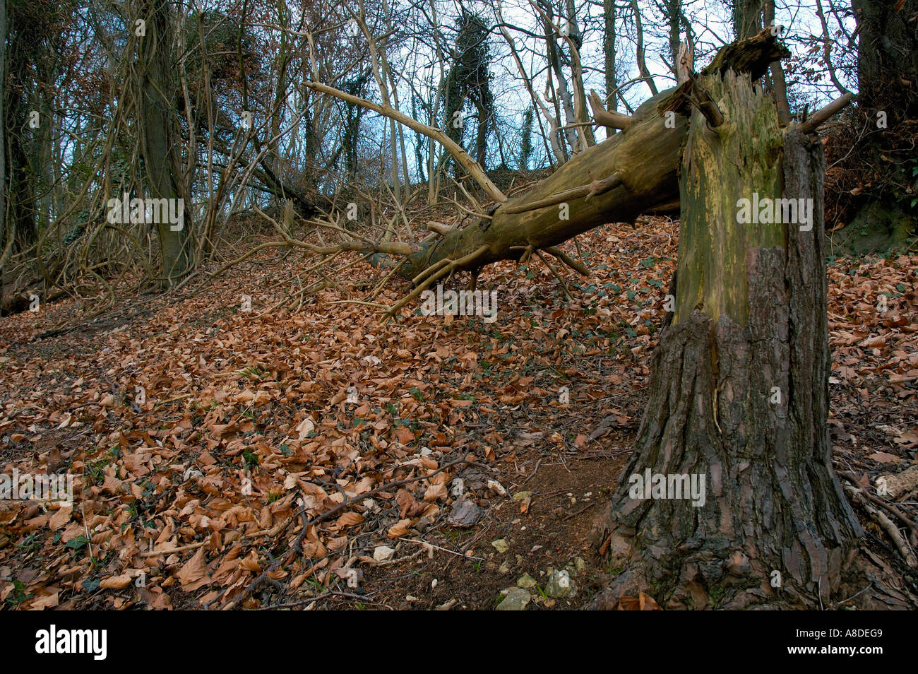 Fallen dead Pine Tree in Woodland Stock Photo - Alamy