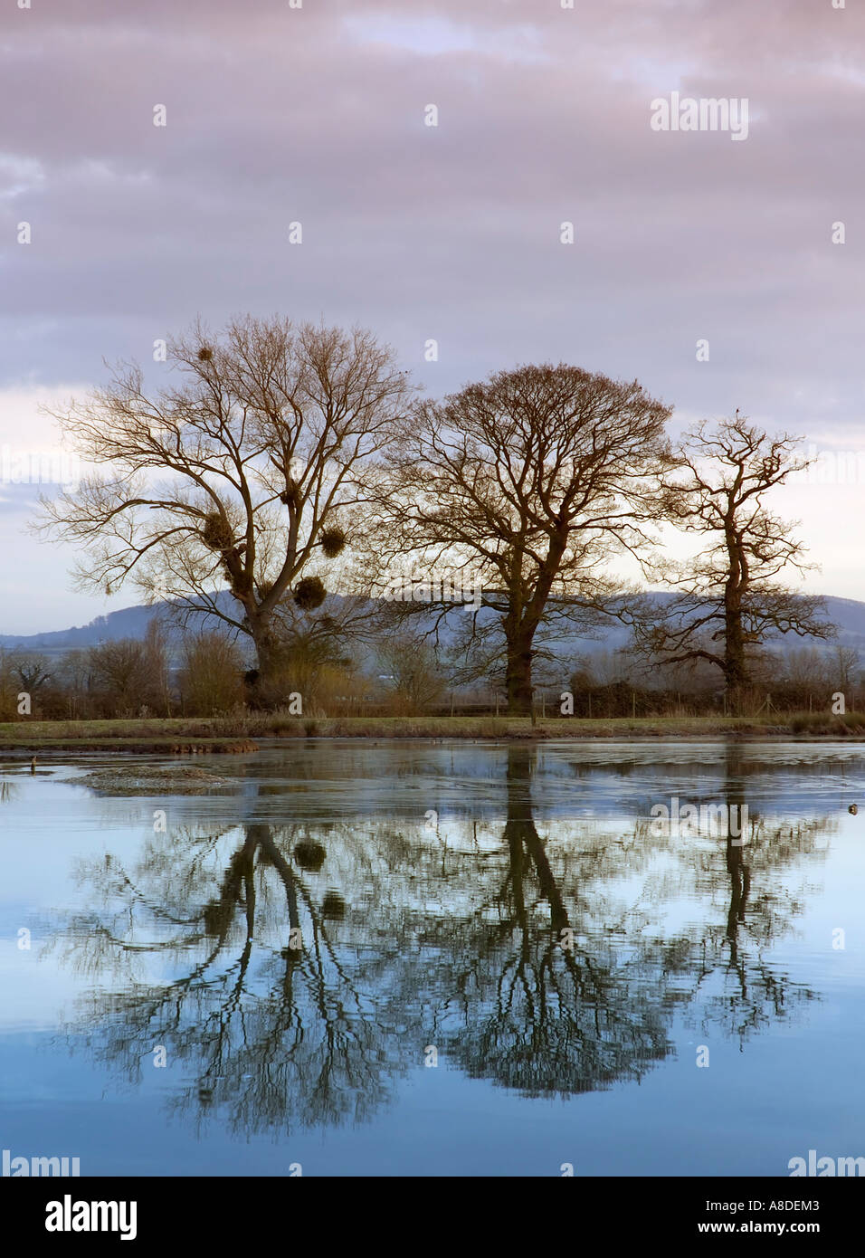 Reflections of trees in water Stock Photo - Alamy