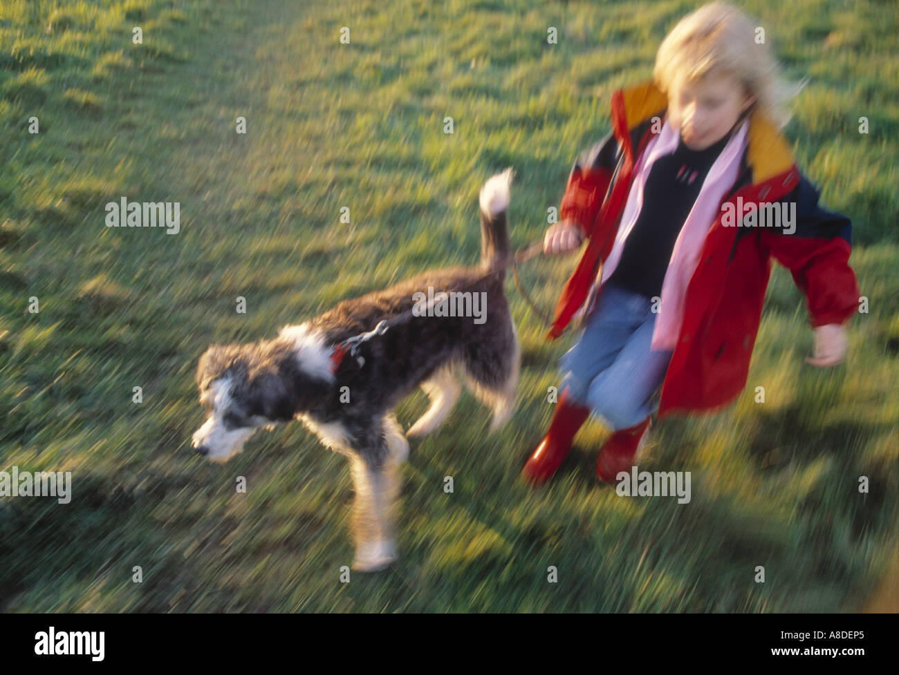 Monty the dog hi-res stock photography and images - Alamy