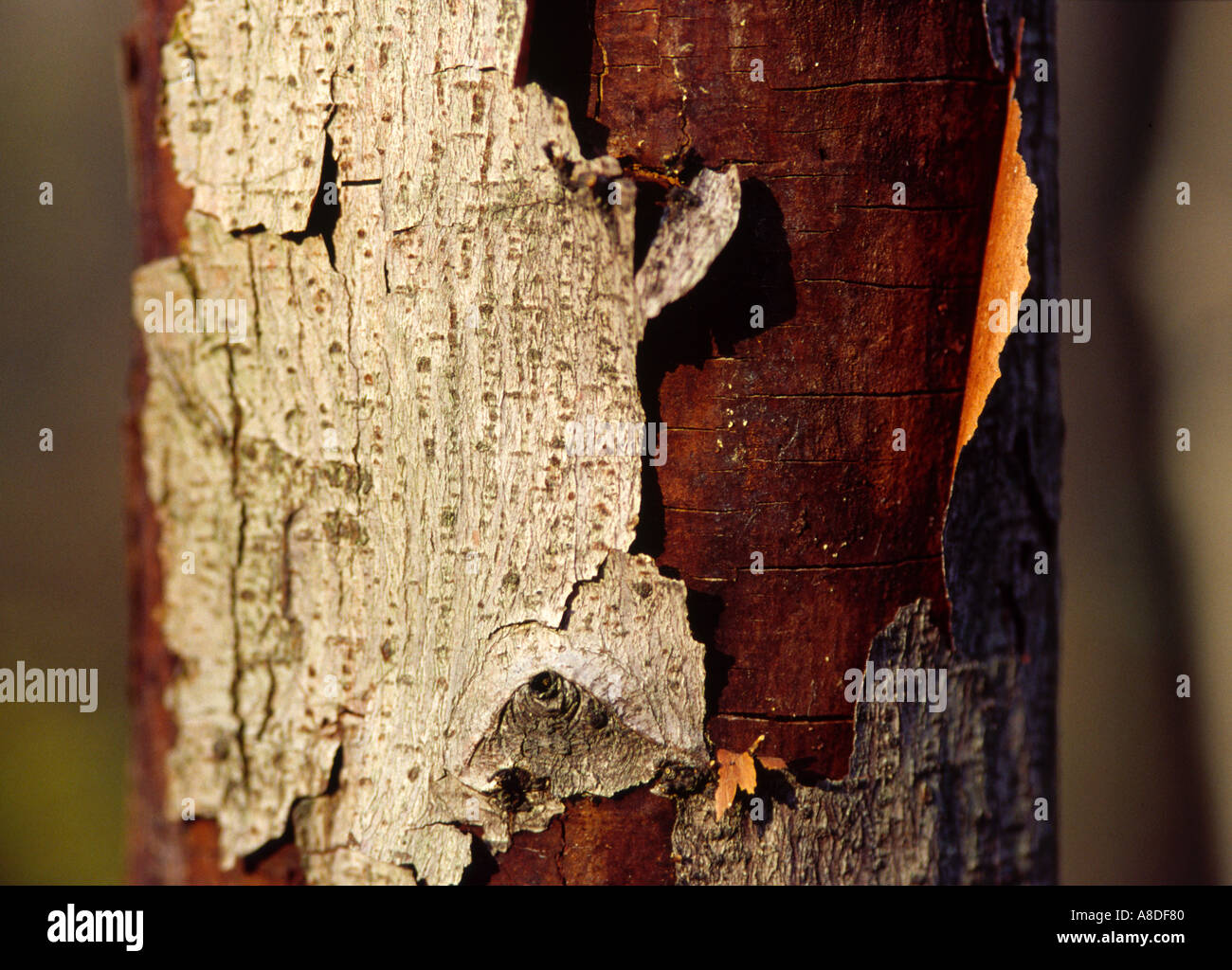 Pare tree hi-res stock photography and images - Alamy