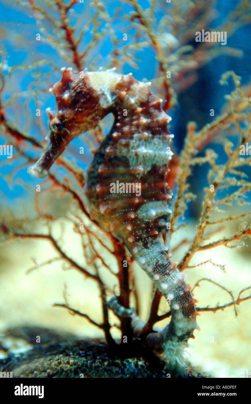 Seahorses Swimming Stock Photos & Seahorses Swimming Stock Images - Alamy