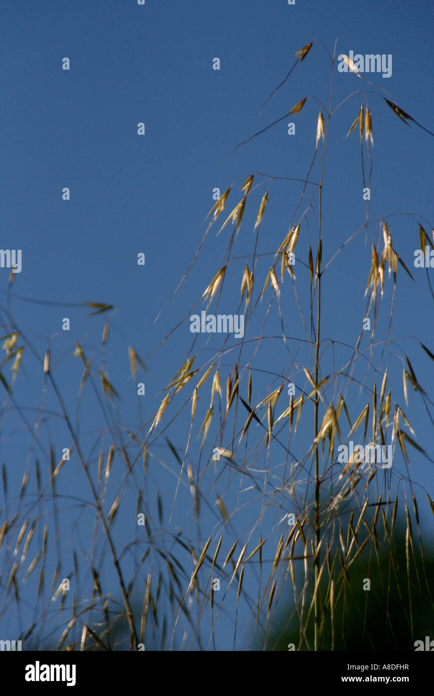 seeded grass floating in the wind with blue sky in background, malvern ...