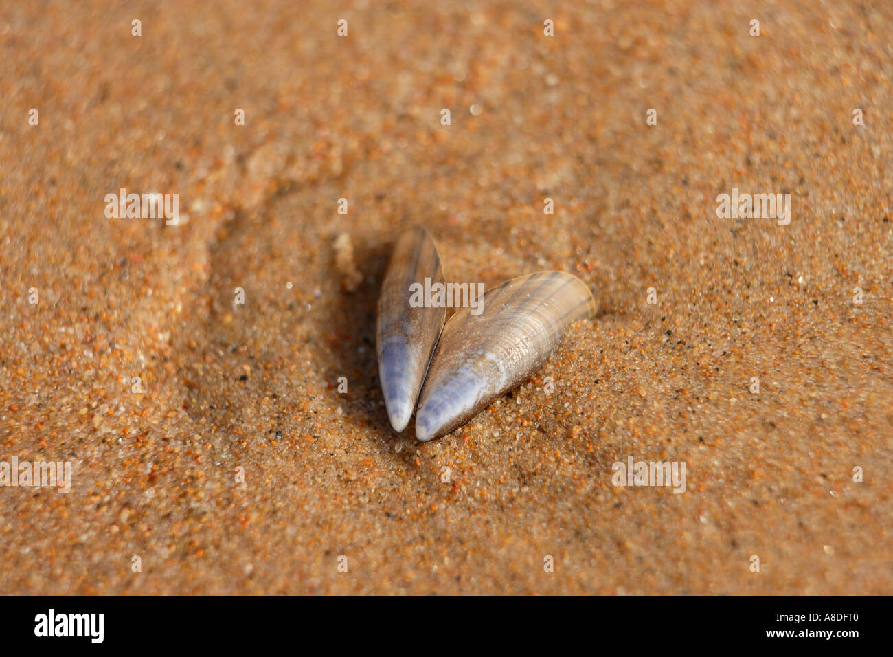 Sea Shell in Sand Stock Photo - Alamy