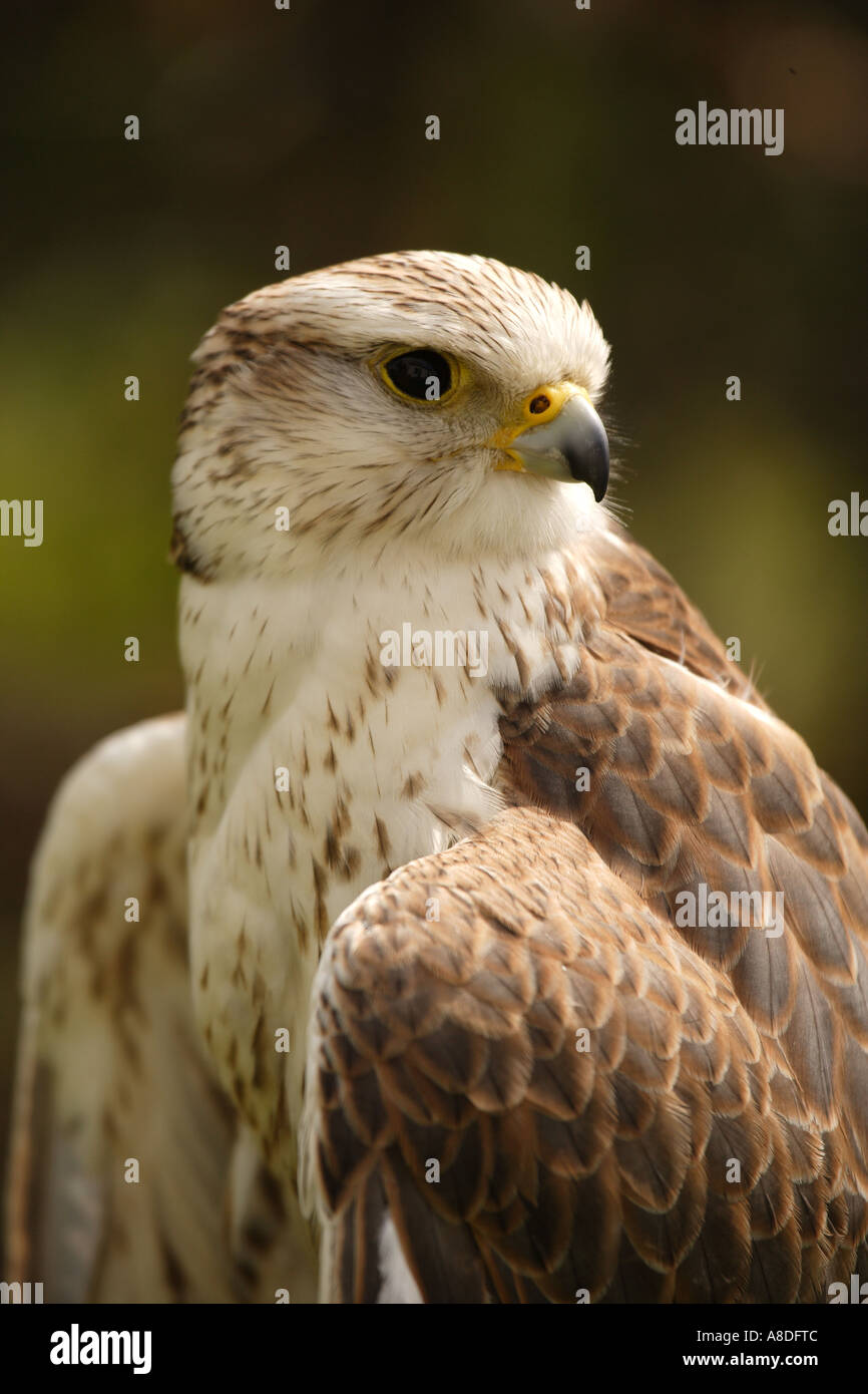 Saker Falcon 1 Stock Photo - Alamy