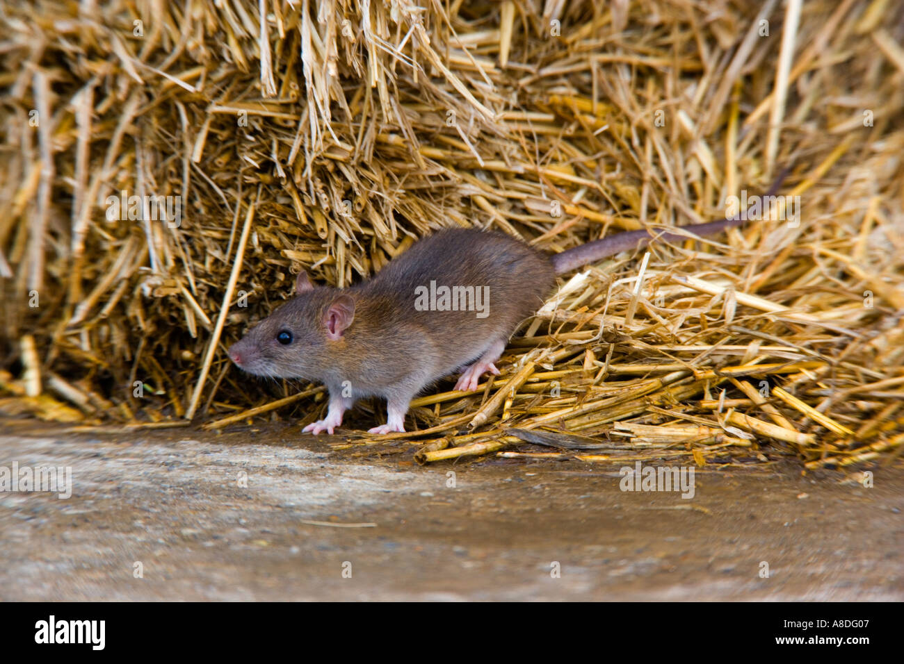 Brown rat Rattus norvegicus looking alert at edge og straw stack ...
