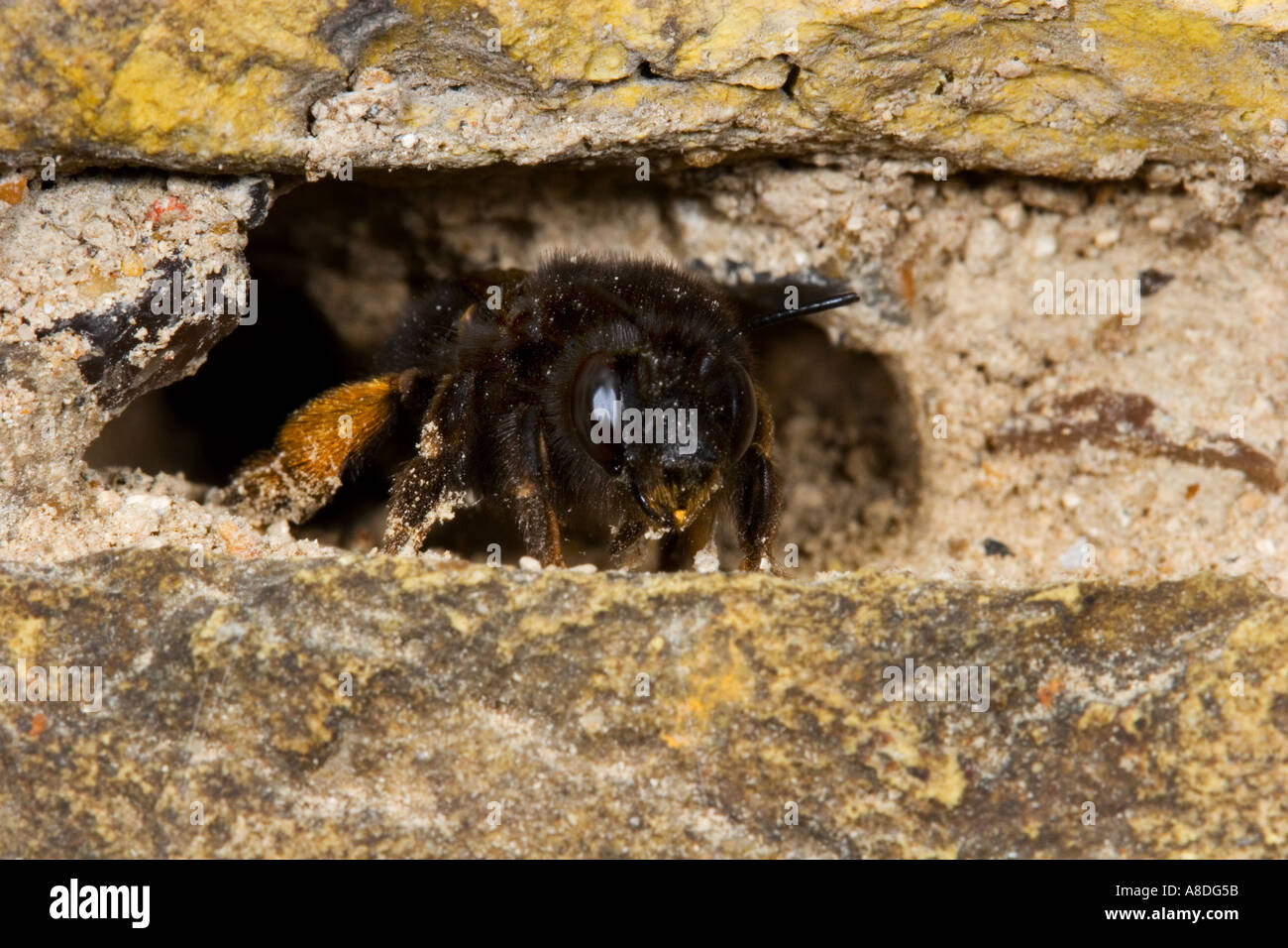 Nest masonry bee hi-res stock photography and images - Alamy
