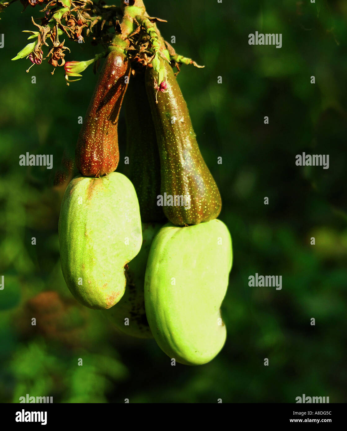 Cashew Nut Growing Areas In India at Sabrina Swensen blog