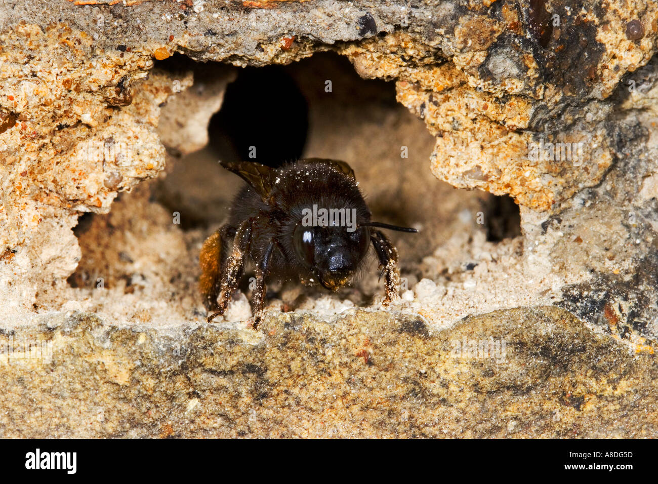 Masonry bee hi-res stock photography and images - Alamy