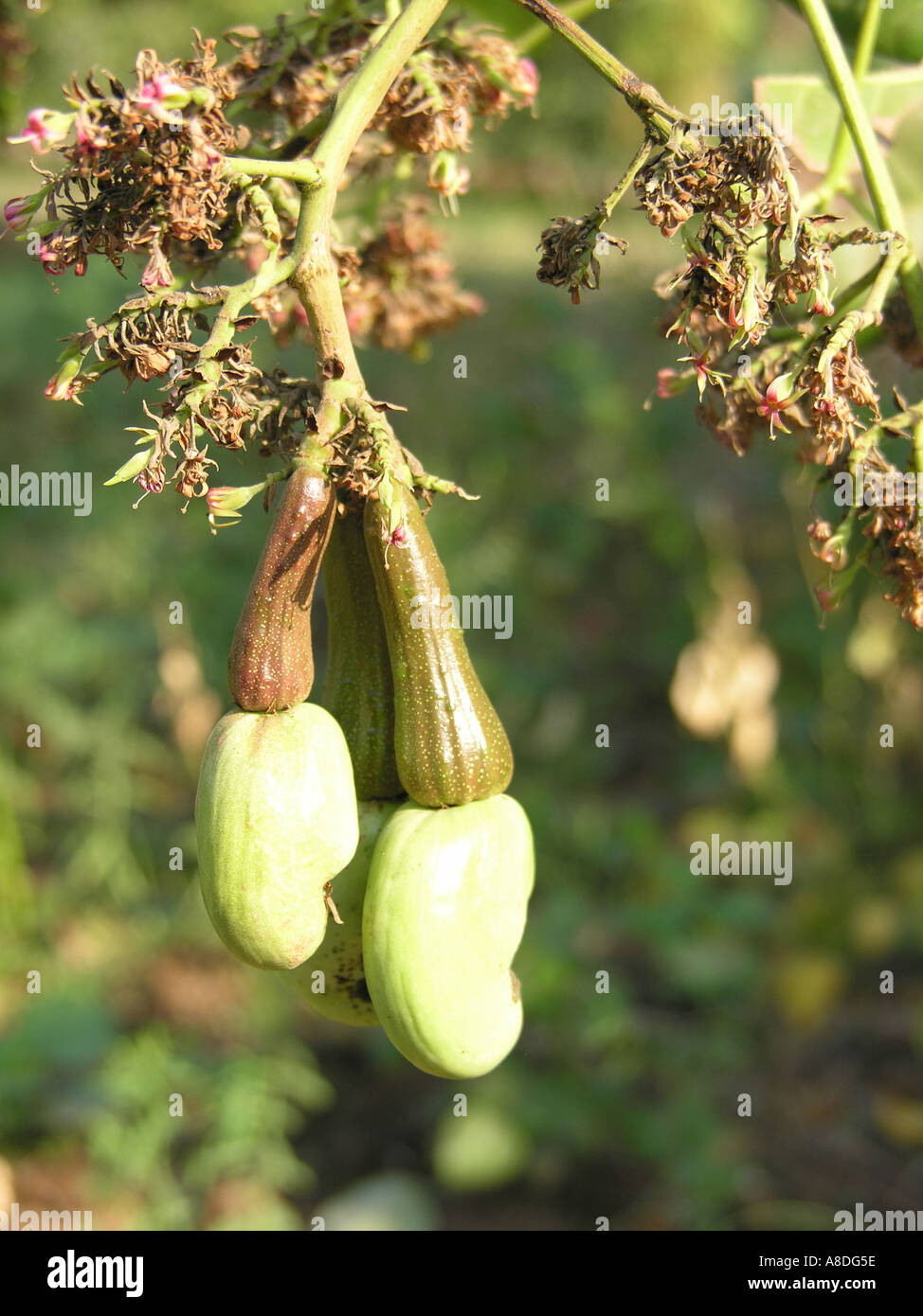 Cashew Nut Growing Areas In India at Sabrina Swensen blog