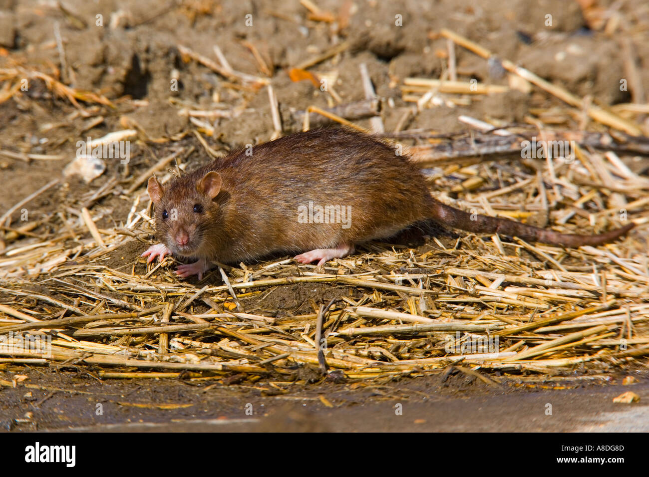 Brown rat Rattus norvegicus looking for food around straw stack ashwell ...