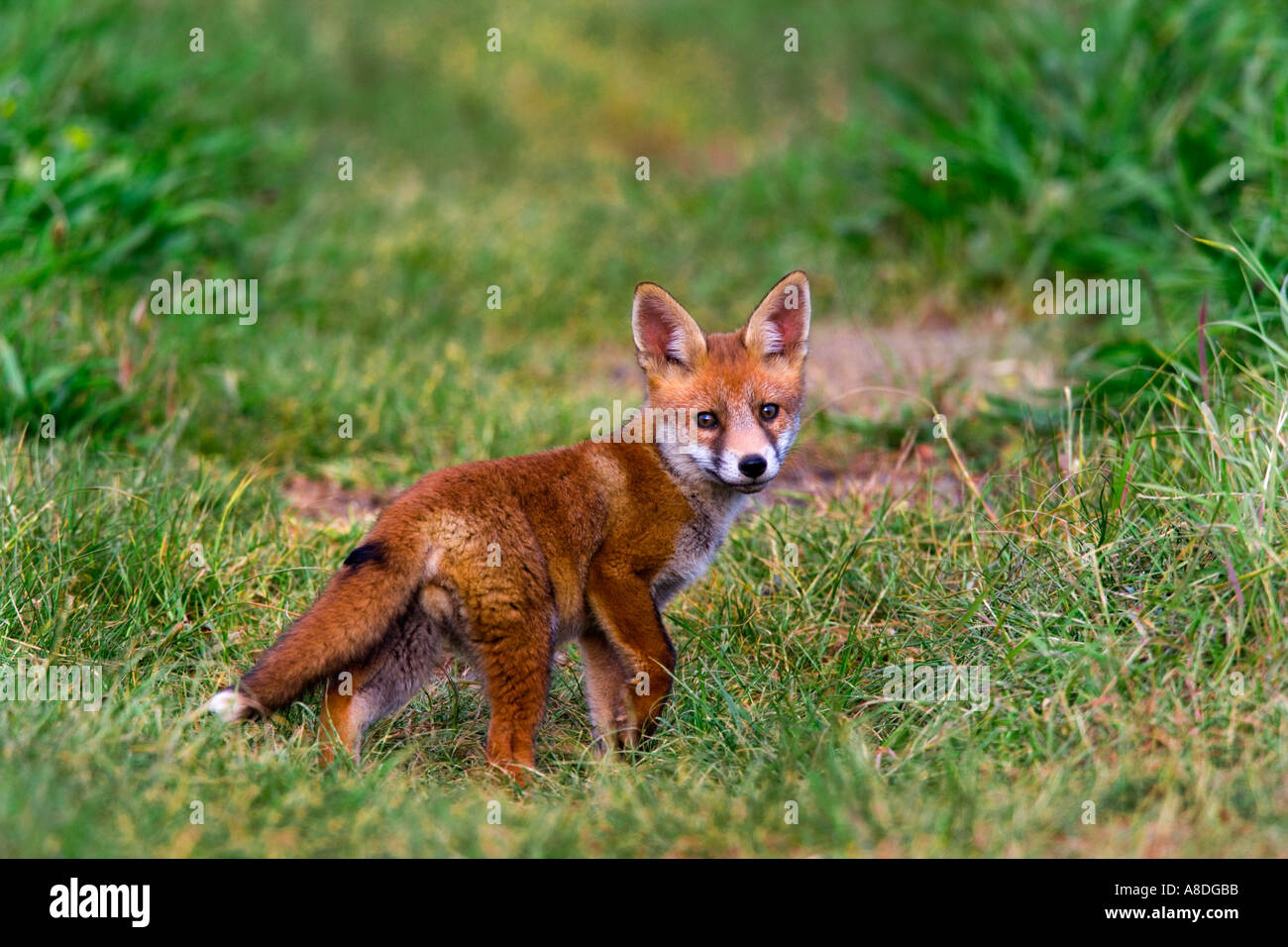Red fox looking back hi-res stock photography and images - Alamy