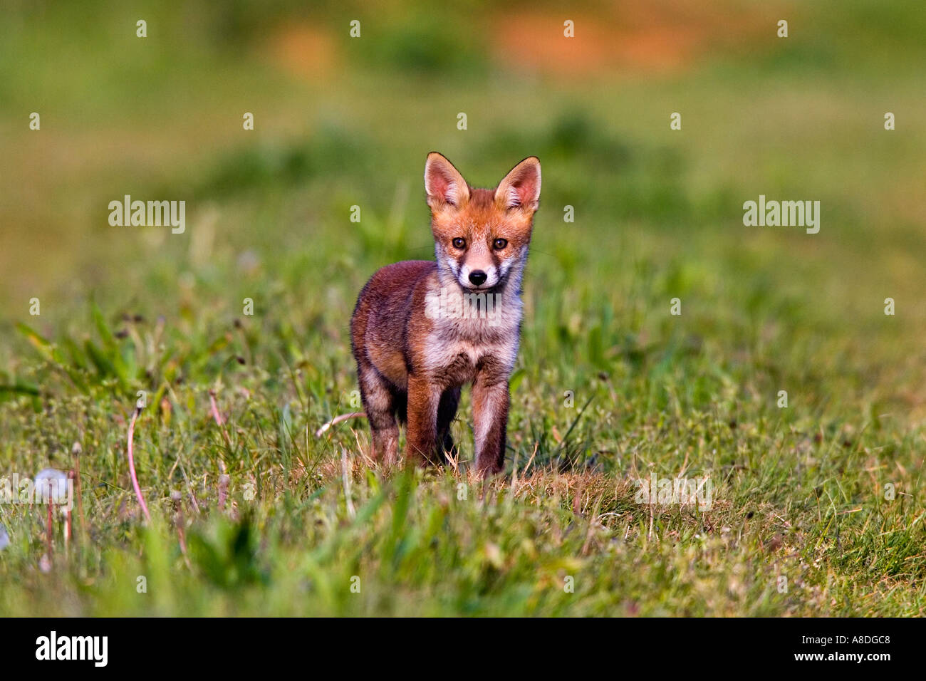 Red fox standing up hi-res stock photography and images - Alamy