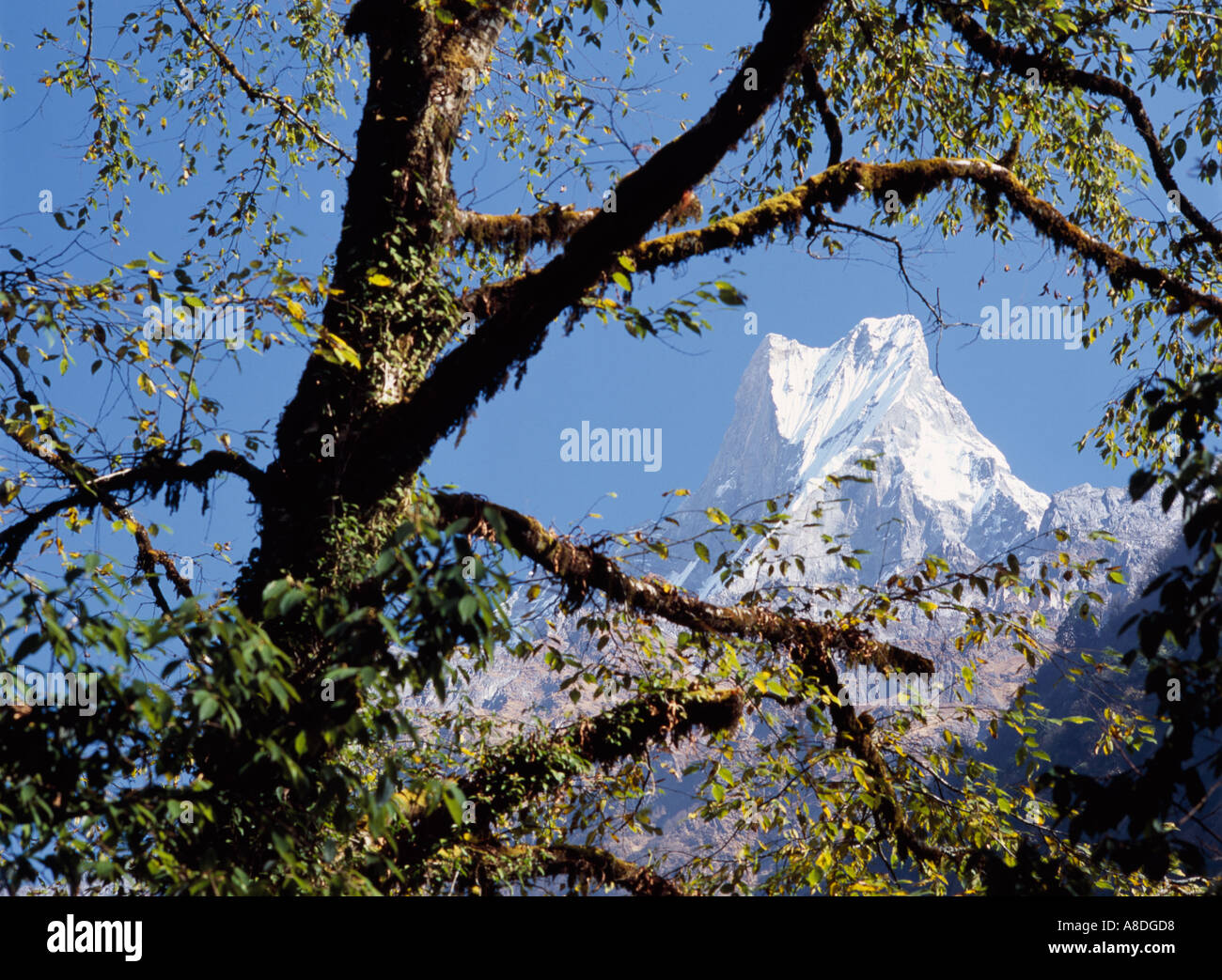 Mount Matchapuchare Fishtail Mountain Nepal Himalayas Asia Stock Photo ...